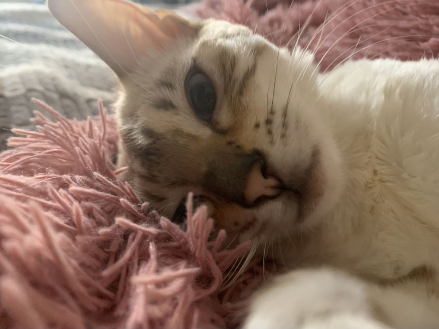 Элитная Бенгальская кошка