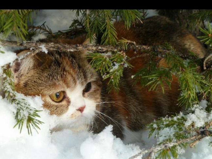 Кошка