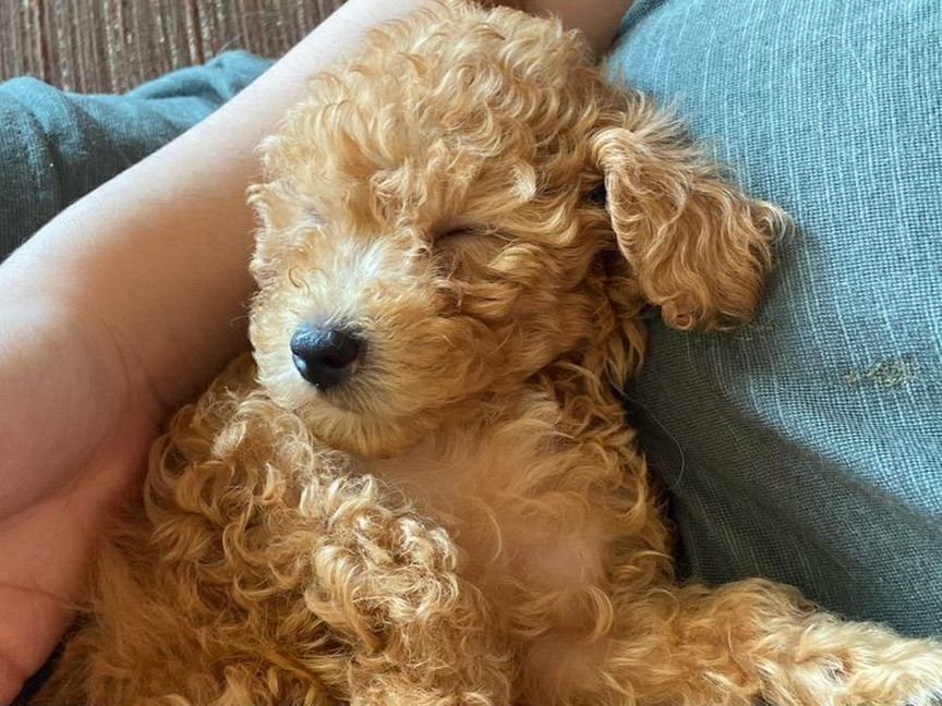 Той-пудель супер маленкие