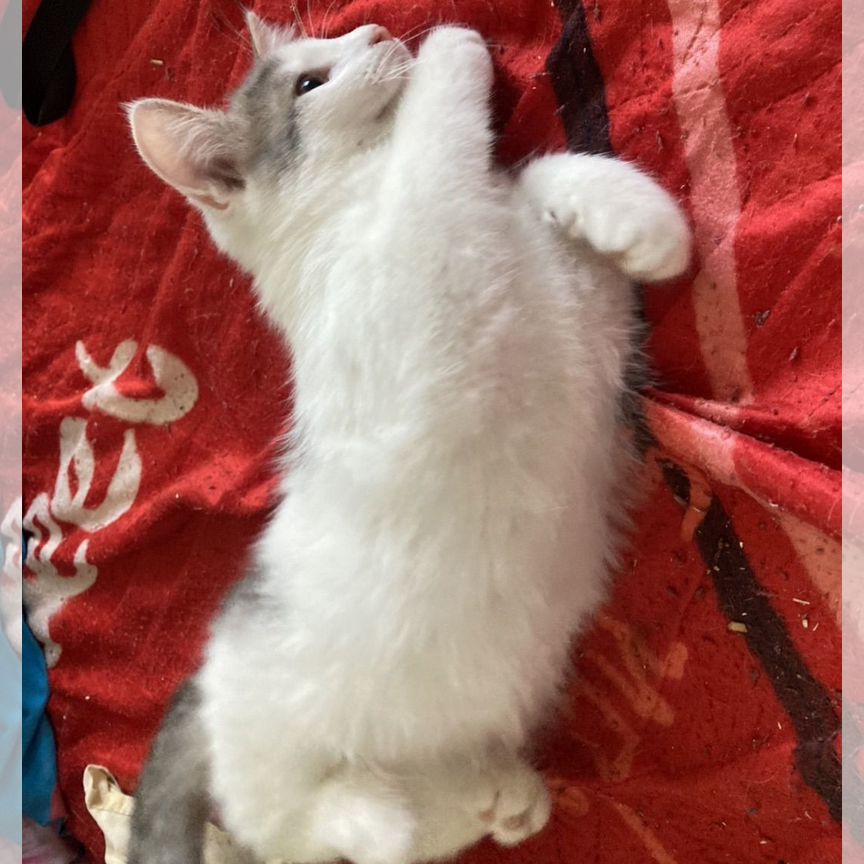 Кошка