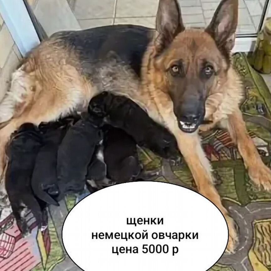 Щенок в добрые руки