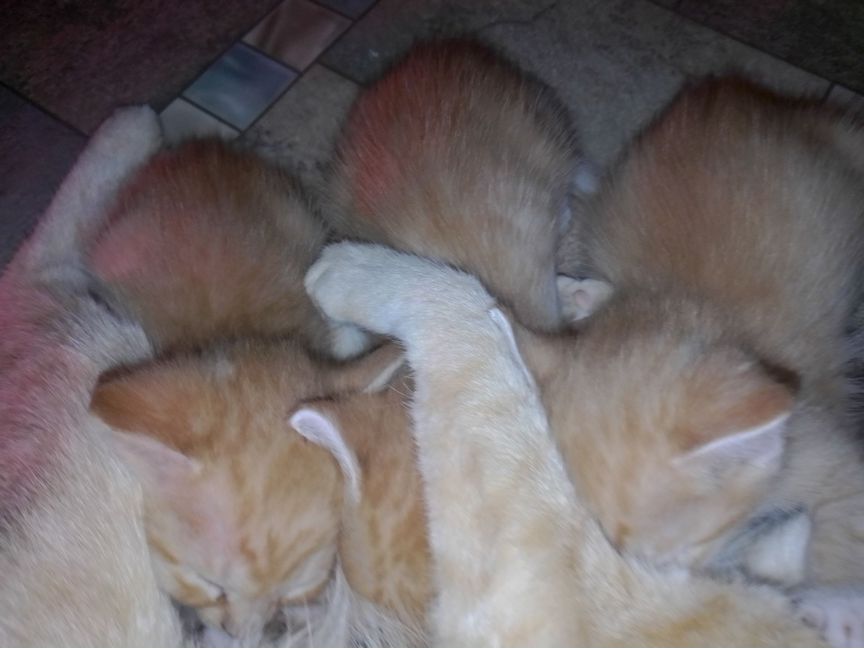 Кошка