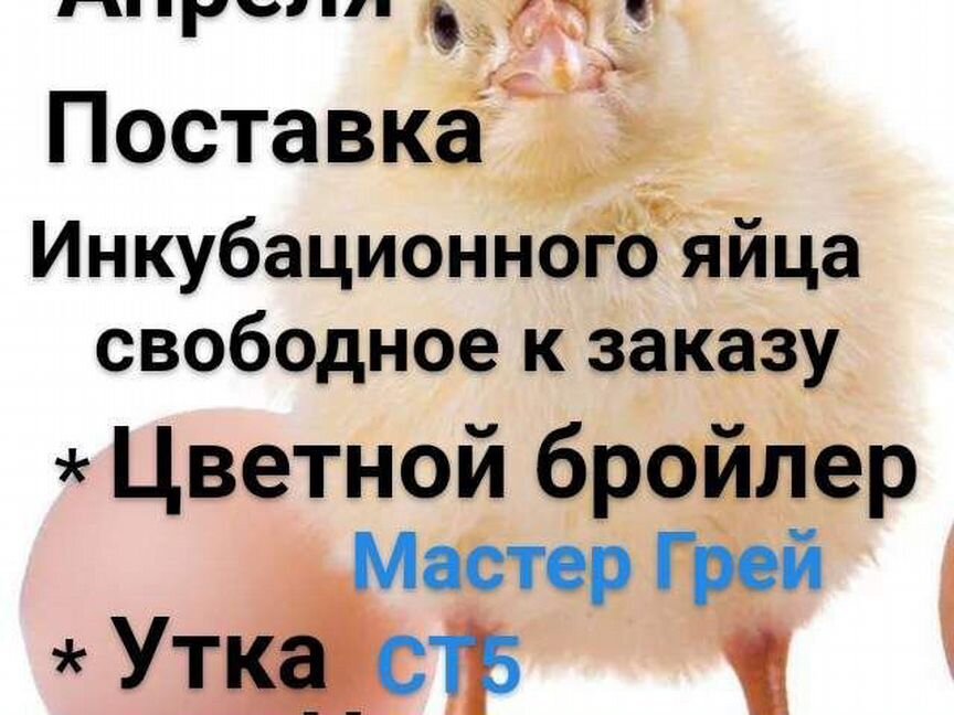 Инкубационное яйцо