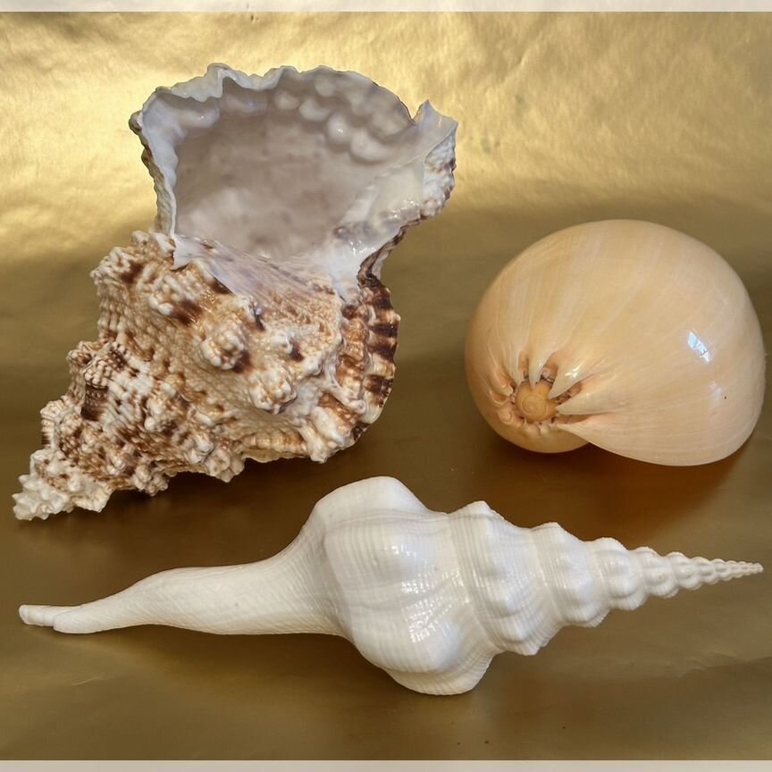 Морские ракушки