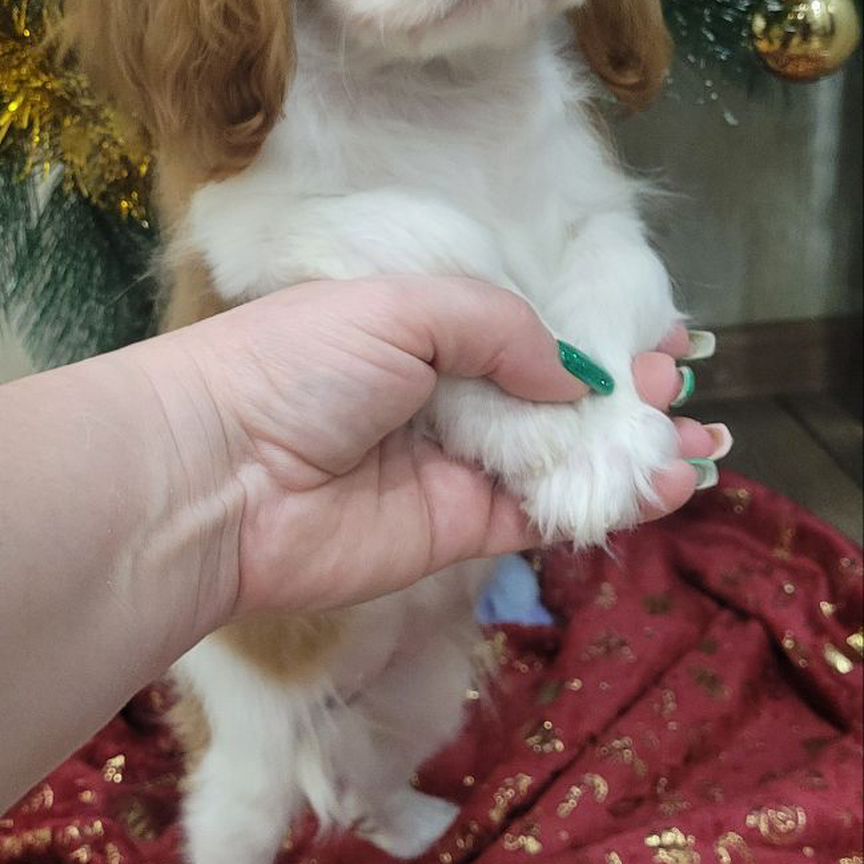 Кавалер кинг чарльз спаниель щенок девочка