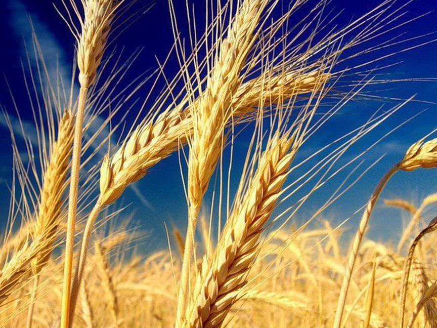 Зерно пшеница