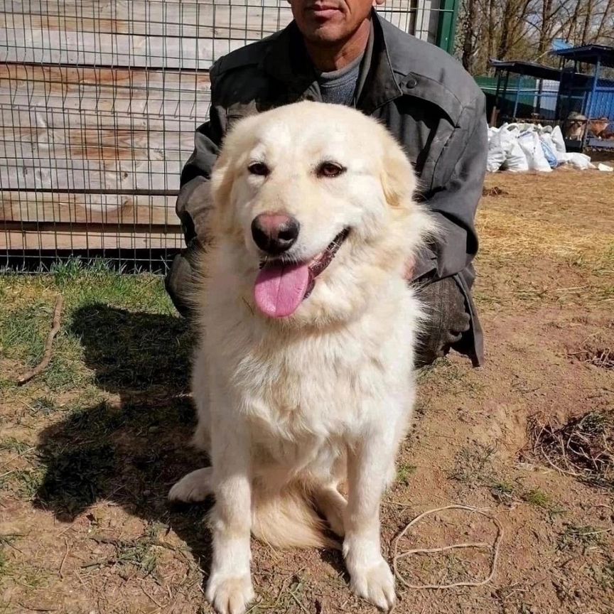 Собака в добрые руки