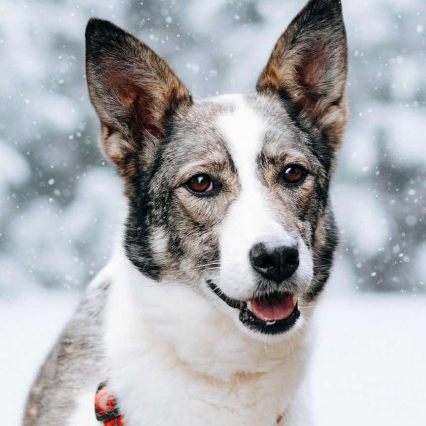Взрослая собака в добрые руки