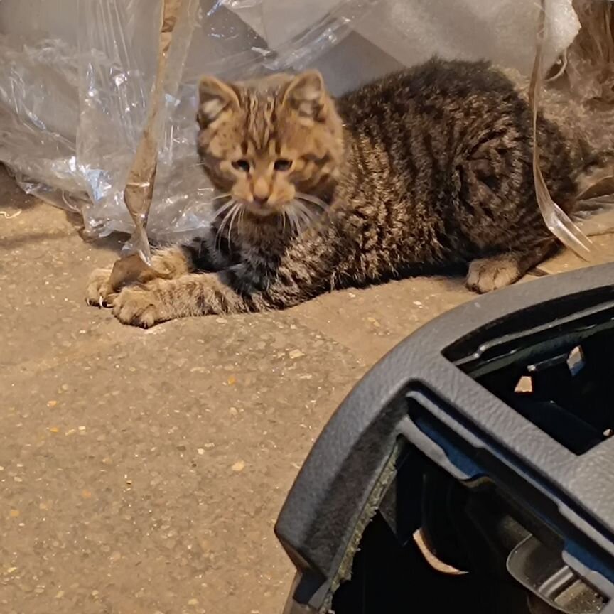 Котята нуждаются в спасении