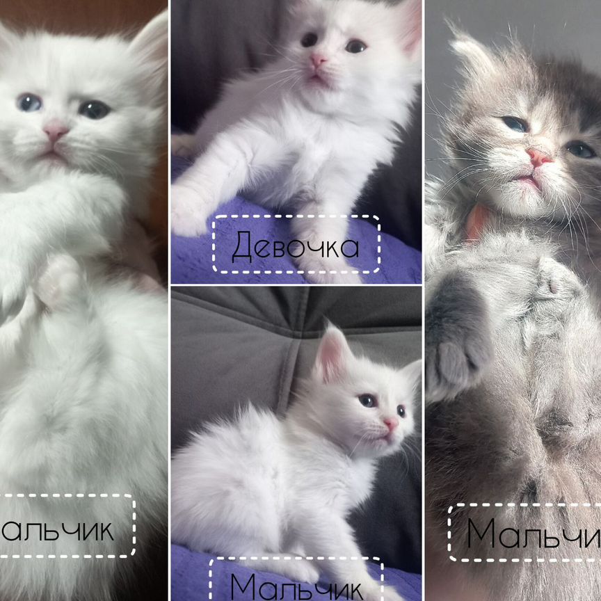 Мейн-кун котёнок