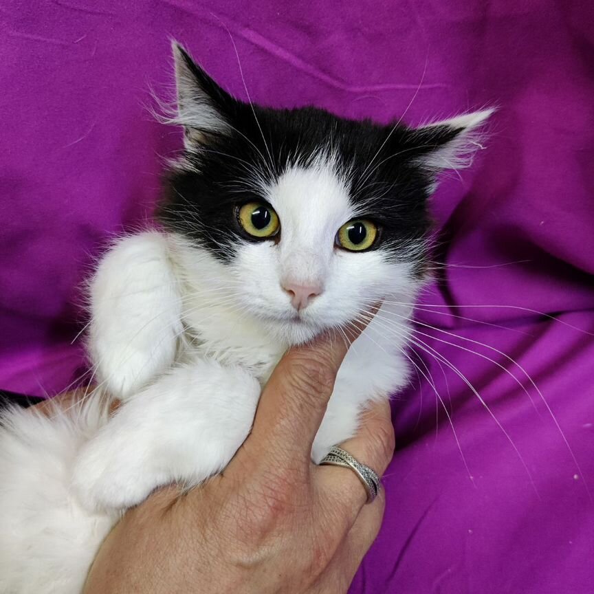 Нежный котенок