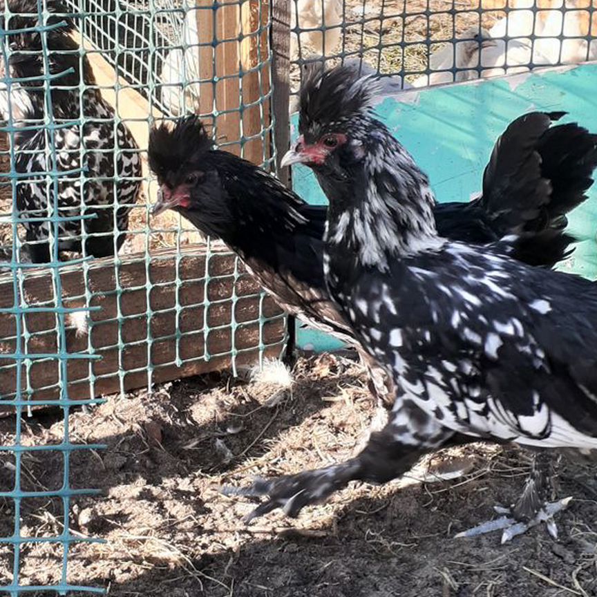 Петухи павловское серебро