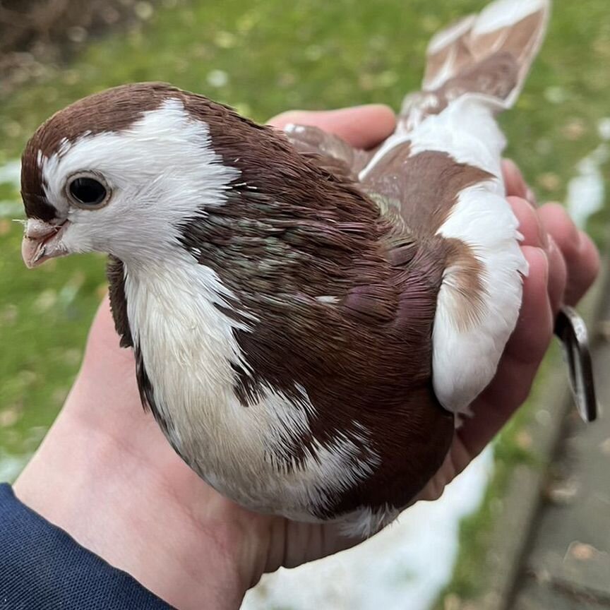 Ржевский ленточный