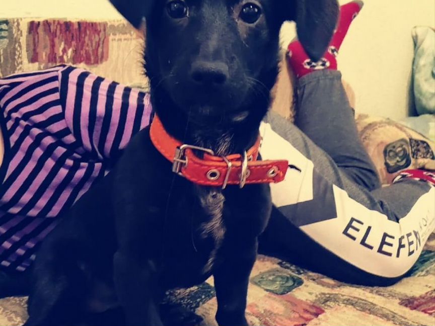 Собака в добрые руки