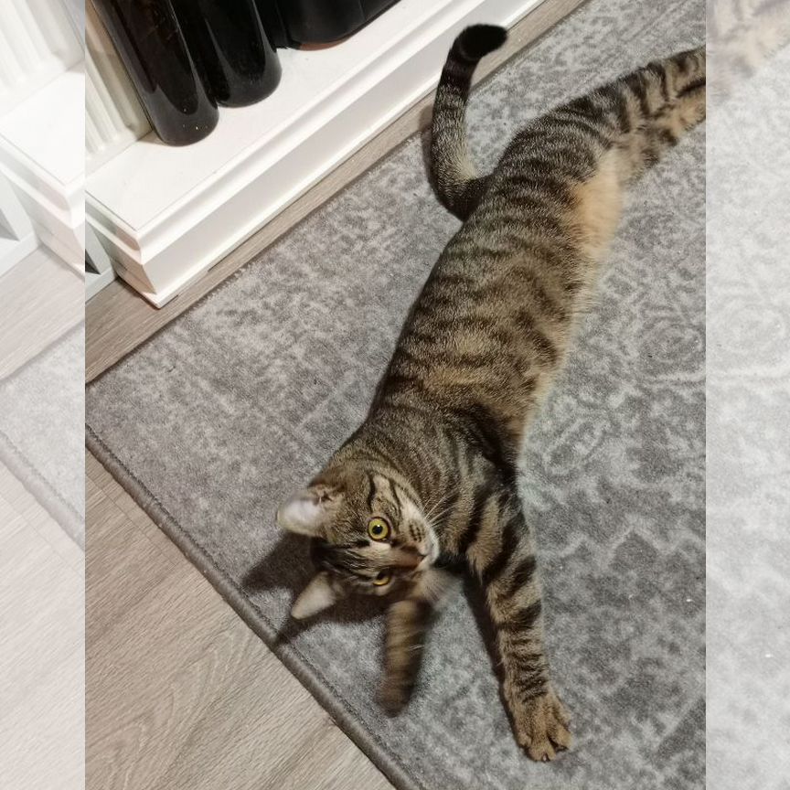 Европейский короткошёрстный котёнок