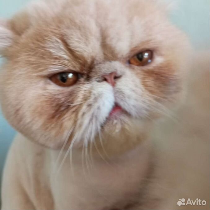 Персидские котики
