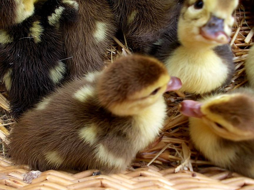 В продаже утята индоутки