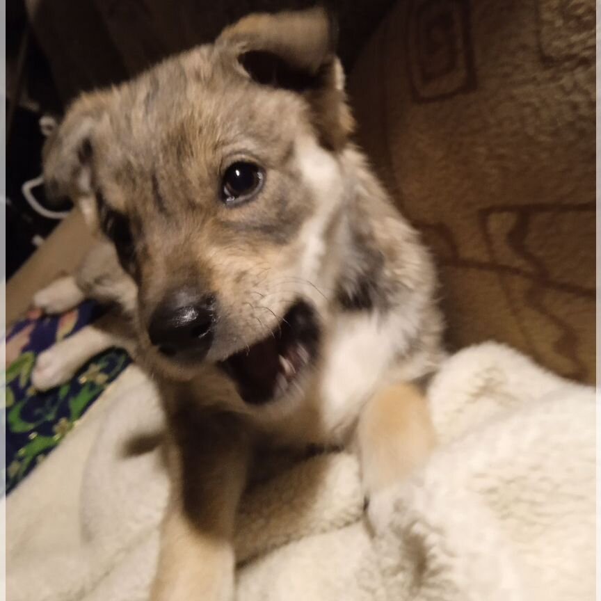 Щенок в добрые руки