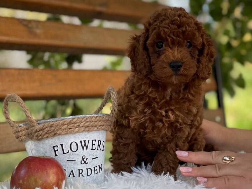 Щенки той пуделя