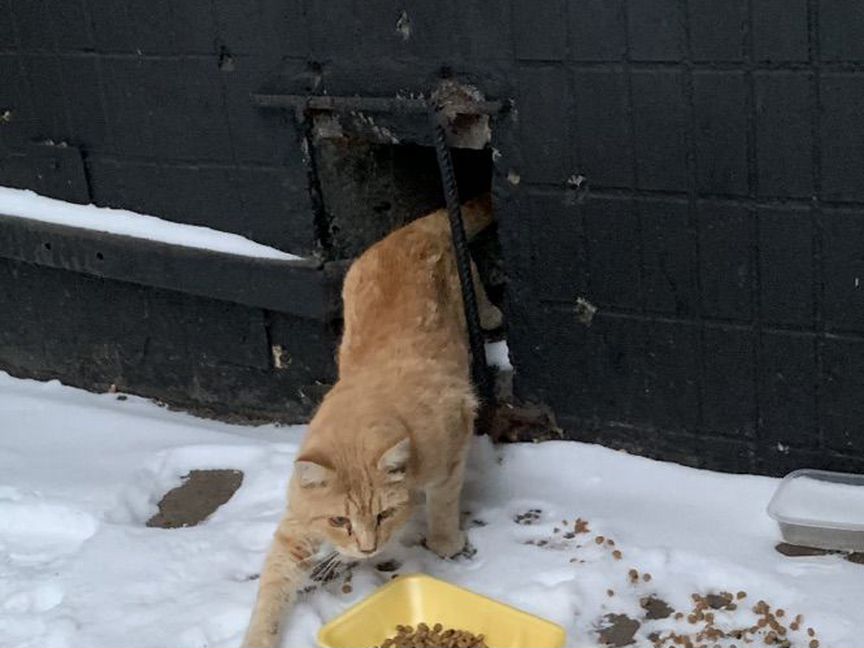 Котик не выживет на улице