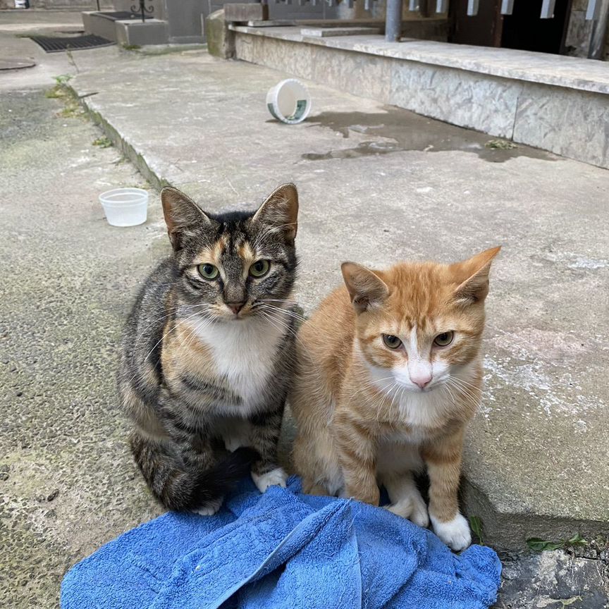 Супер милые котята