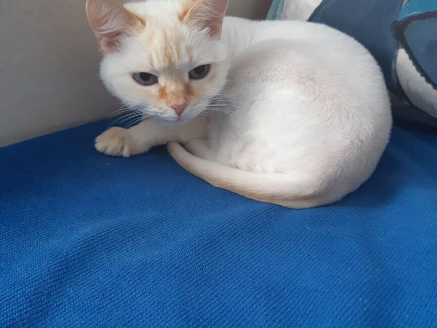 Отдам в добрые руки кошку
