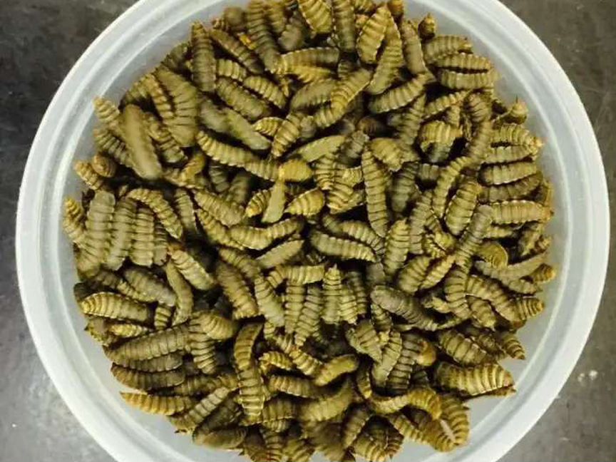 Чёрная львинка (очищенная)