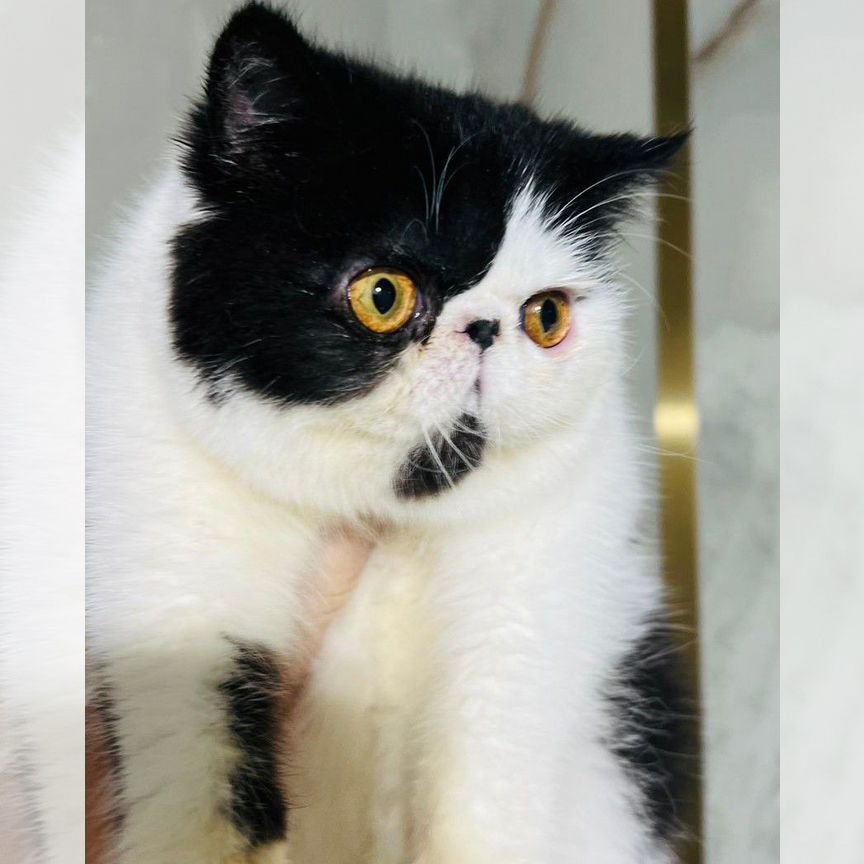 Экзотический котик