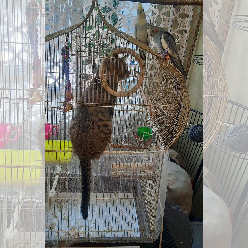 Попугай корелла девочка и мальчи с клеткой продам