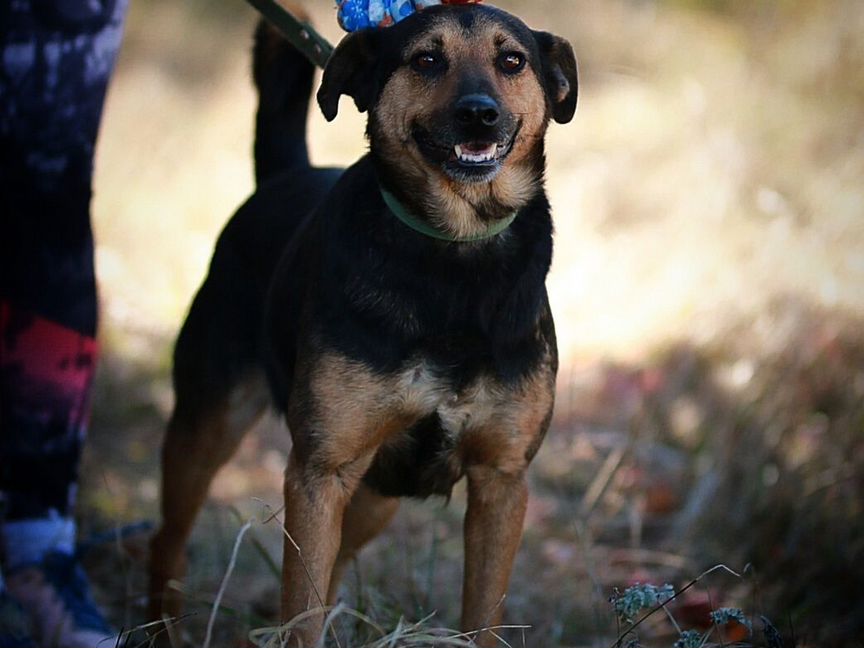 Потрясающая Терри в поисках дома