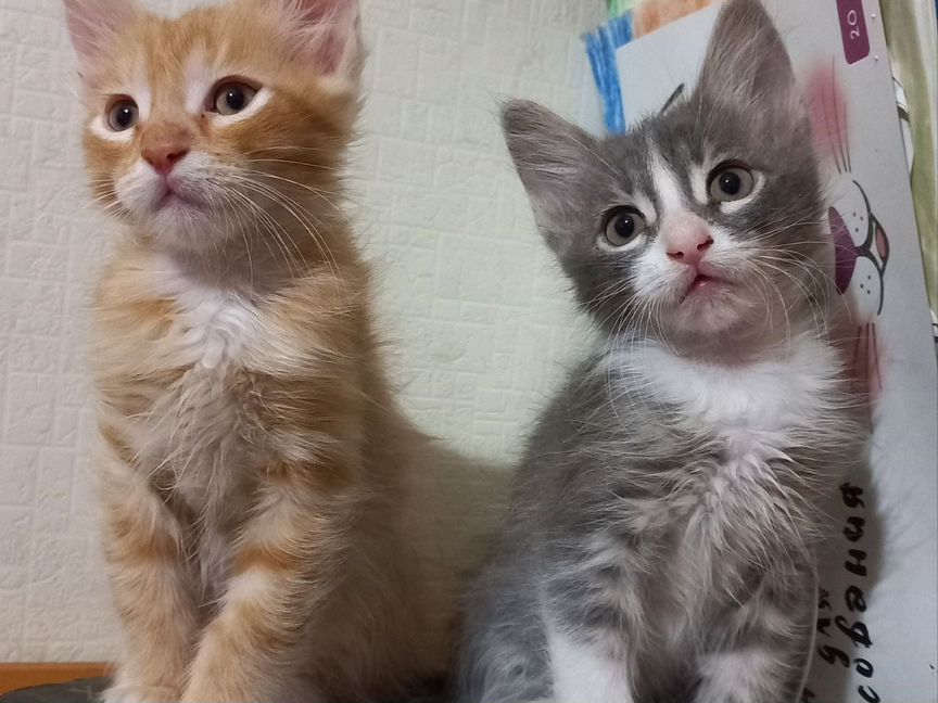 Лучшие Котята в самые добрые руки