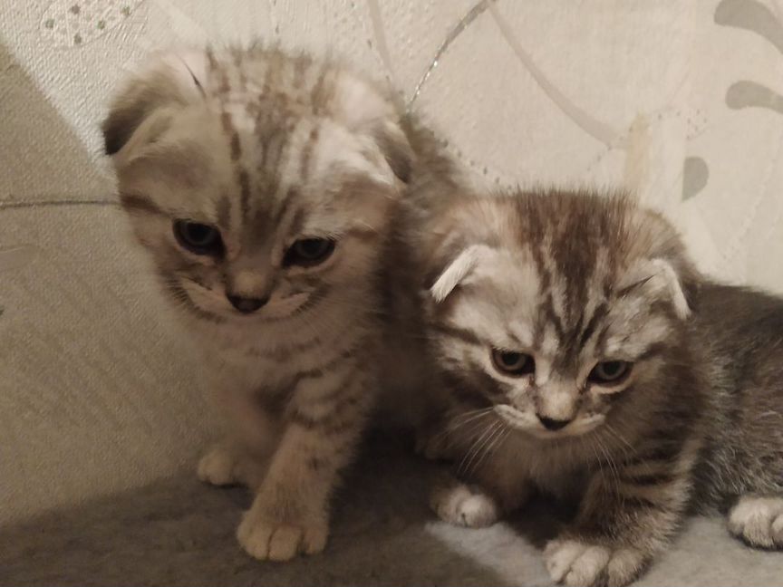 Шотландские котята