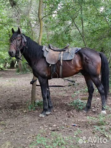 Конь-жеребец