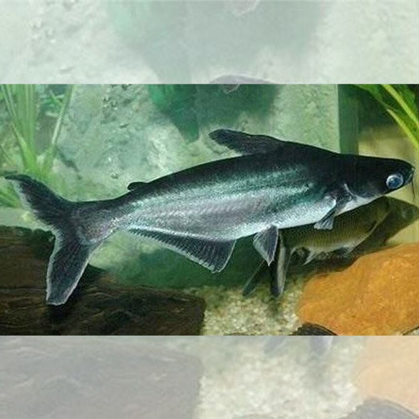 Рыбка в большой аквариум