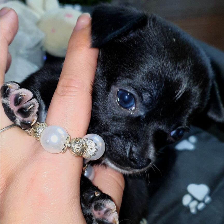 Миниатюрные малышики минюшечки, доставка