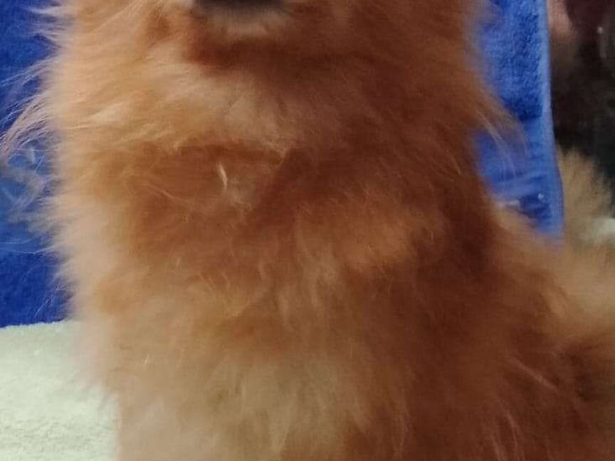 Померанский шпиц