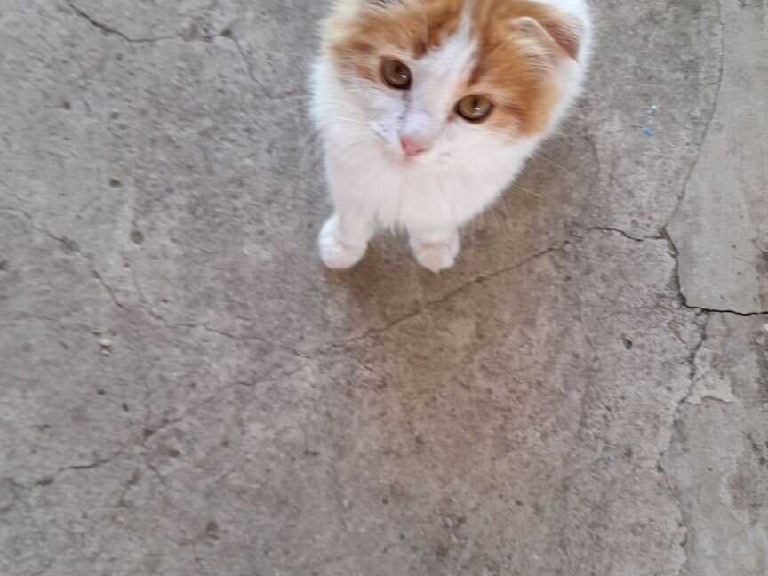Домашние животные кошки