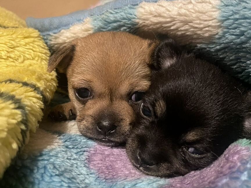 Щенки чихуахуа помесь