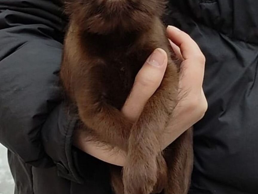 Шоколадный мальчик