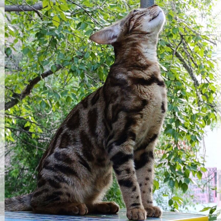 Бенгальская, взрослая кошка