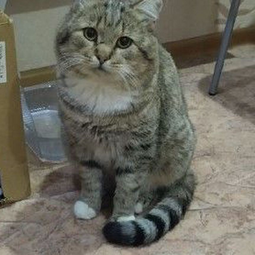 Взрослый кот в добрые руки