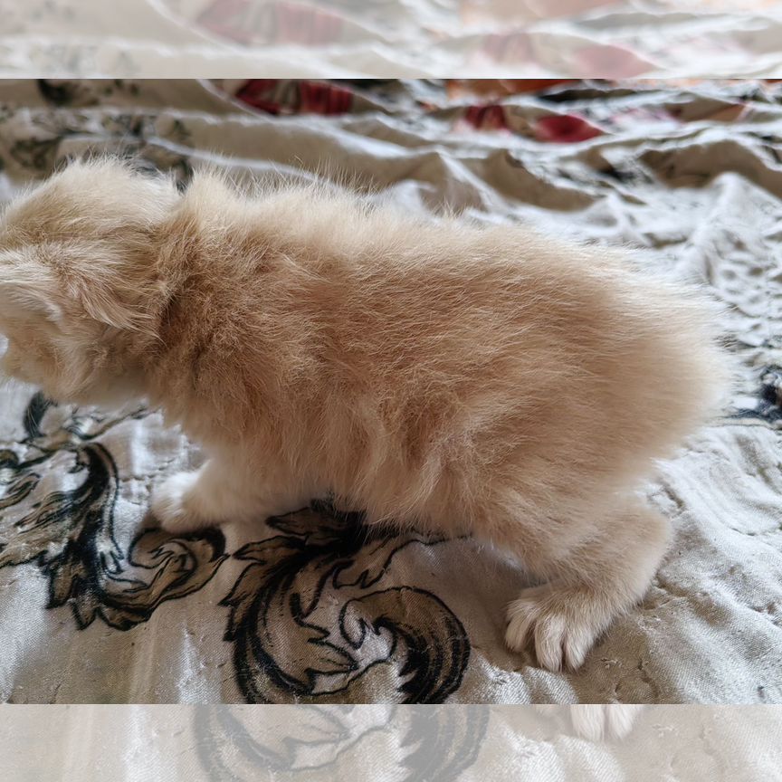 Курильский бобтейл длинношёрстный котёнок