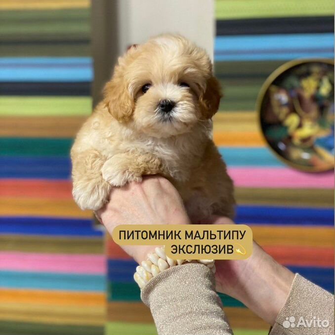 Щенки мальтипу ф1 Мини & Беби Фейс