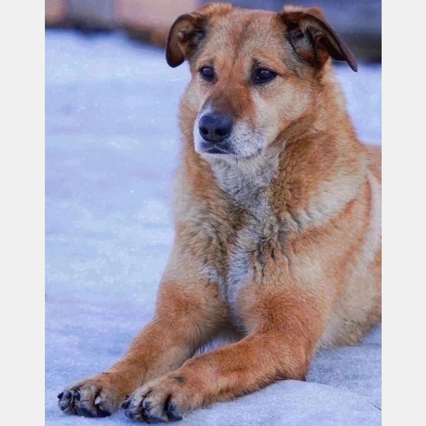 Мандаринка