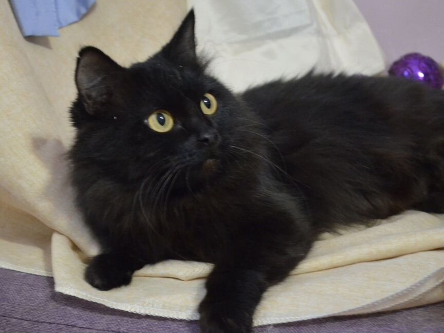 Очаровательная Чара