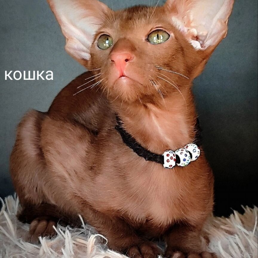 Ориентальная кошка