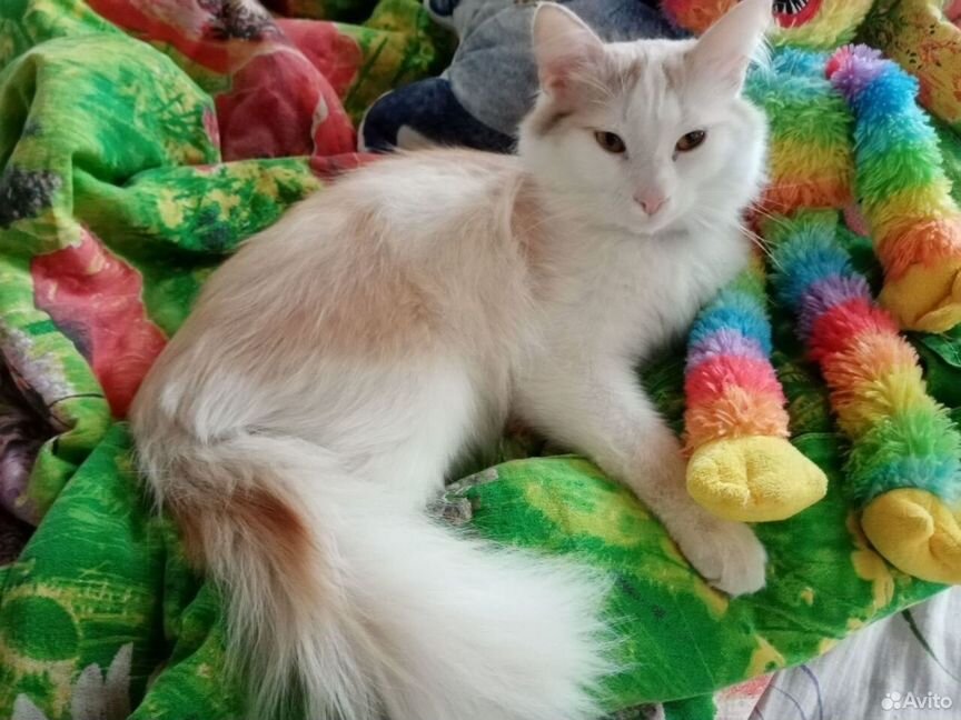 Турецкая ангора