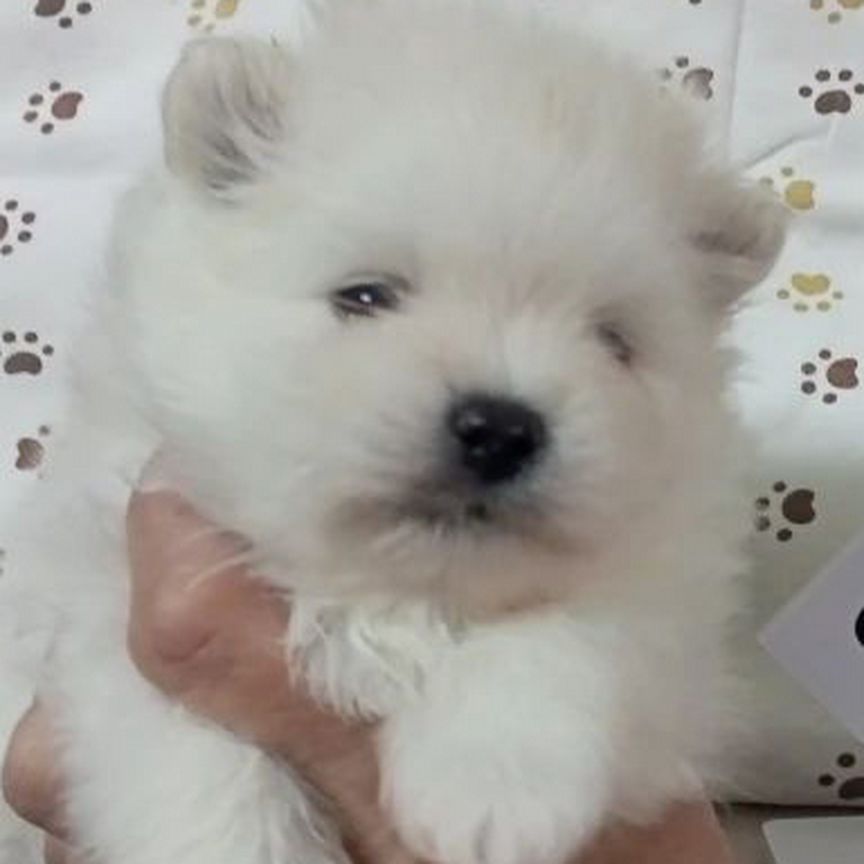 Померанский шпиц, щенок