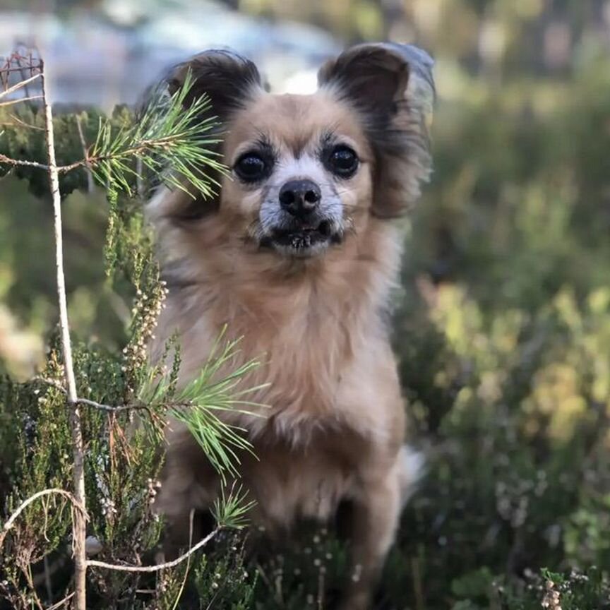 Русский той-терьер, взрослый пёс