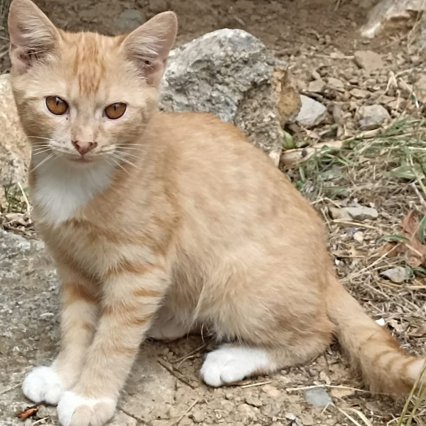 Рыжий котенок в добрые руки